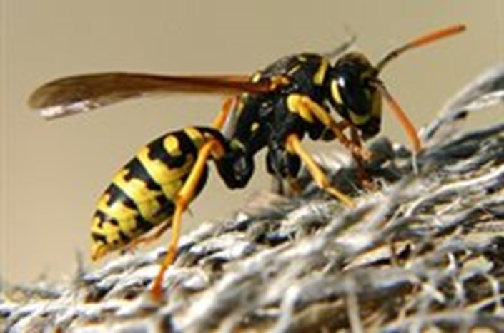 Skadedjur och getingar